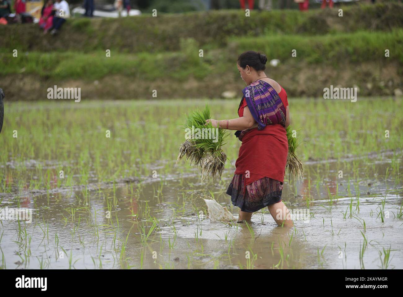 A Nepalese farmer transport Rice Samplings during the celebration of ...