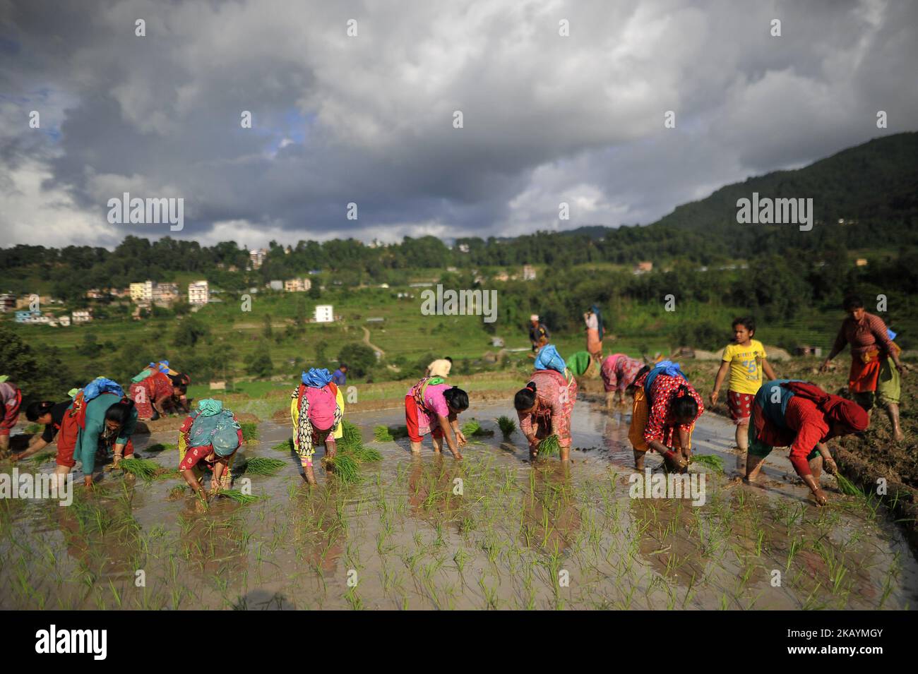 Nepalese farmer plants Rice Samplings during the celebration of ...