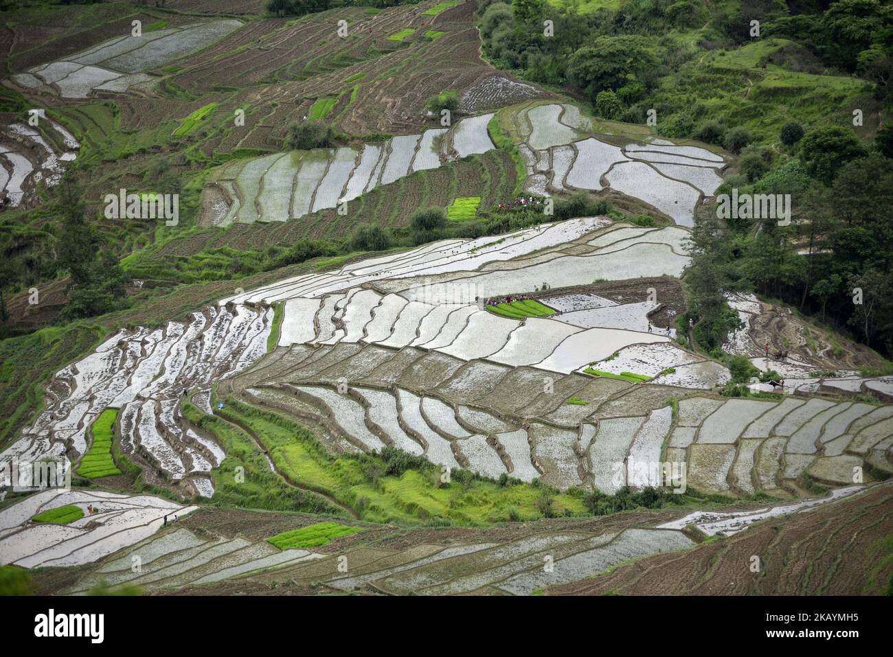 Nepalese farmer's plants Rice Samplings during the celebration of ...