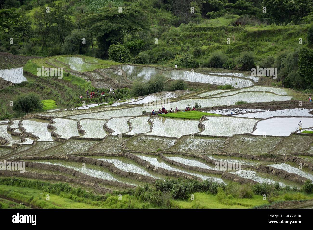 Nepalese farmer's plants Rice Samplings during the celebration of ...
