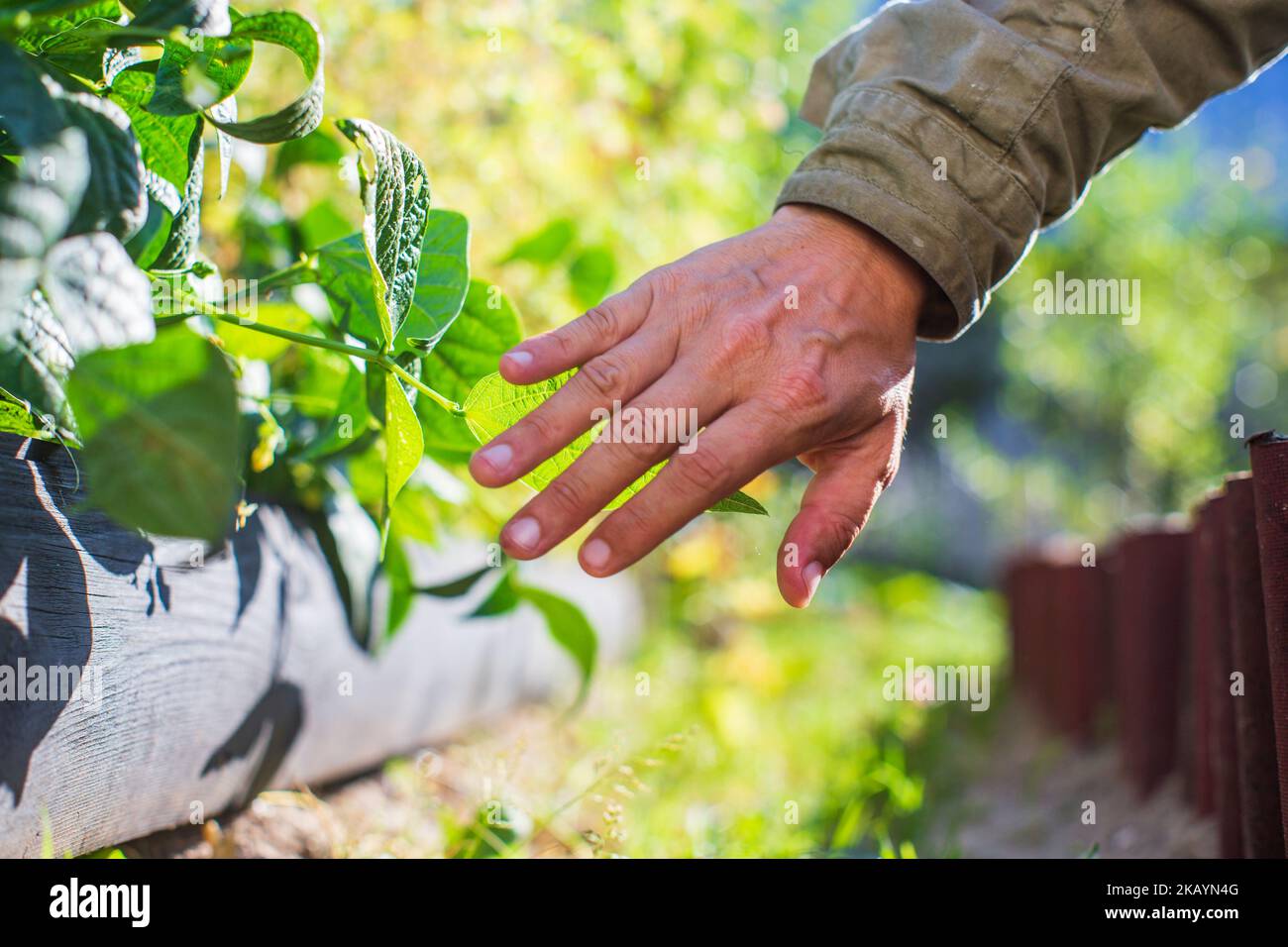 Farmer's hand touches agricultural crops close up. Growing vegetables ...