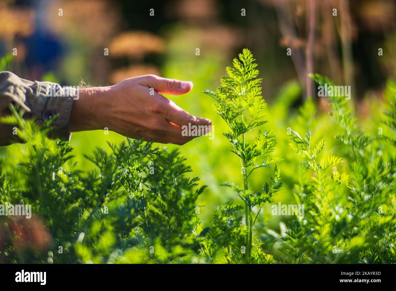 Farmer's hand touches agricultural crops close up. Growing vegetables ...