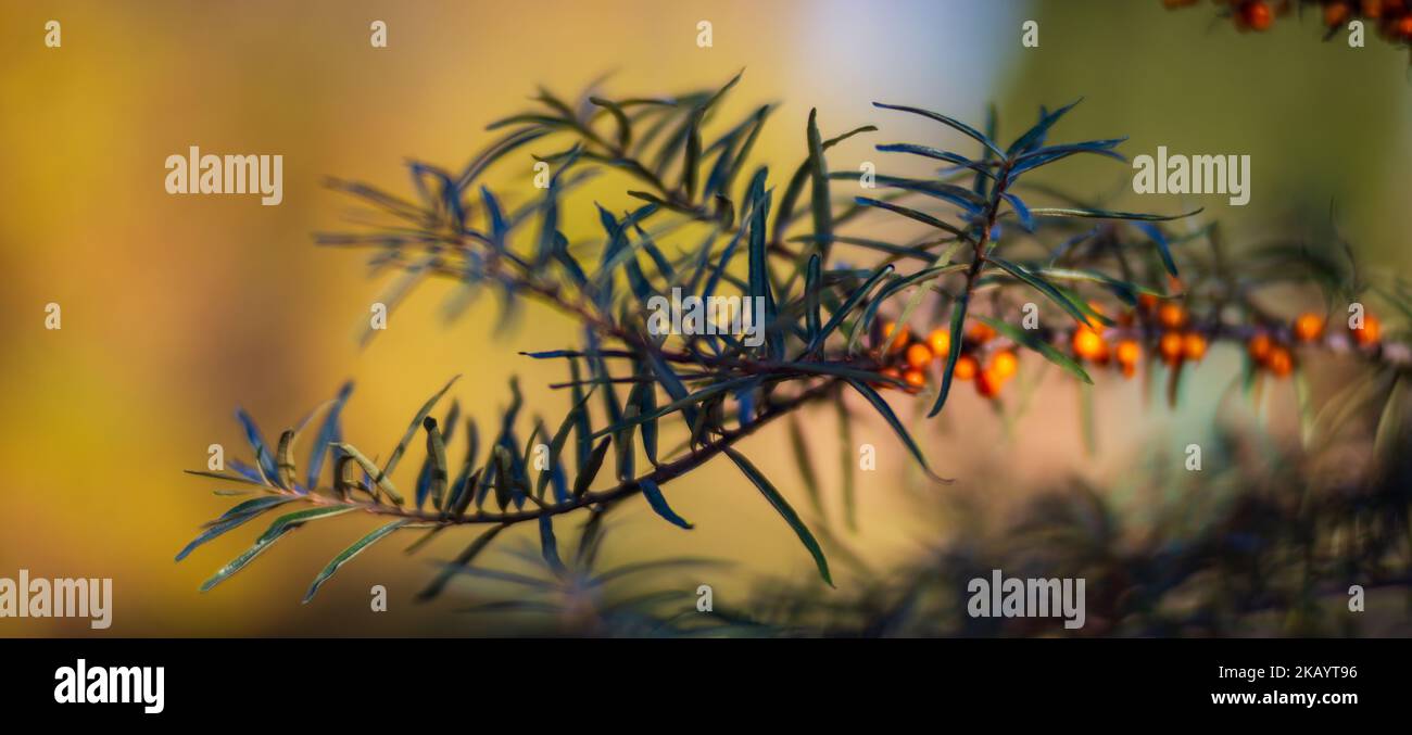Tree branch with colorful autumn leaves close up. Autumn background ...