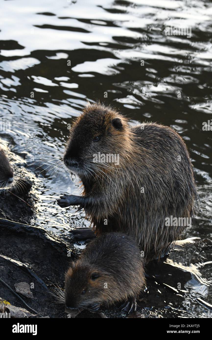 Prague nutria hi-res stock photography and images - Alamy