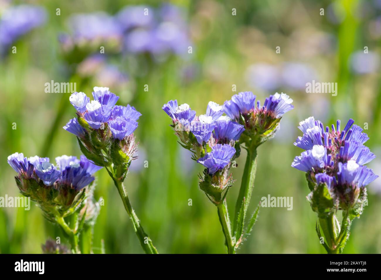 Macro shot of wavyleaf sea lavender (limonium sinuatum) flowers in ...