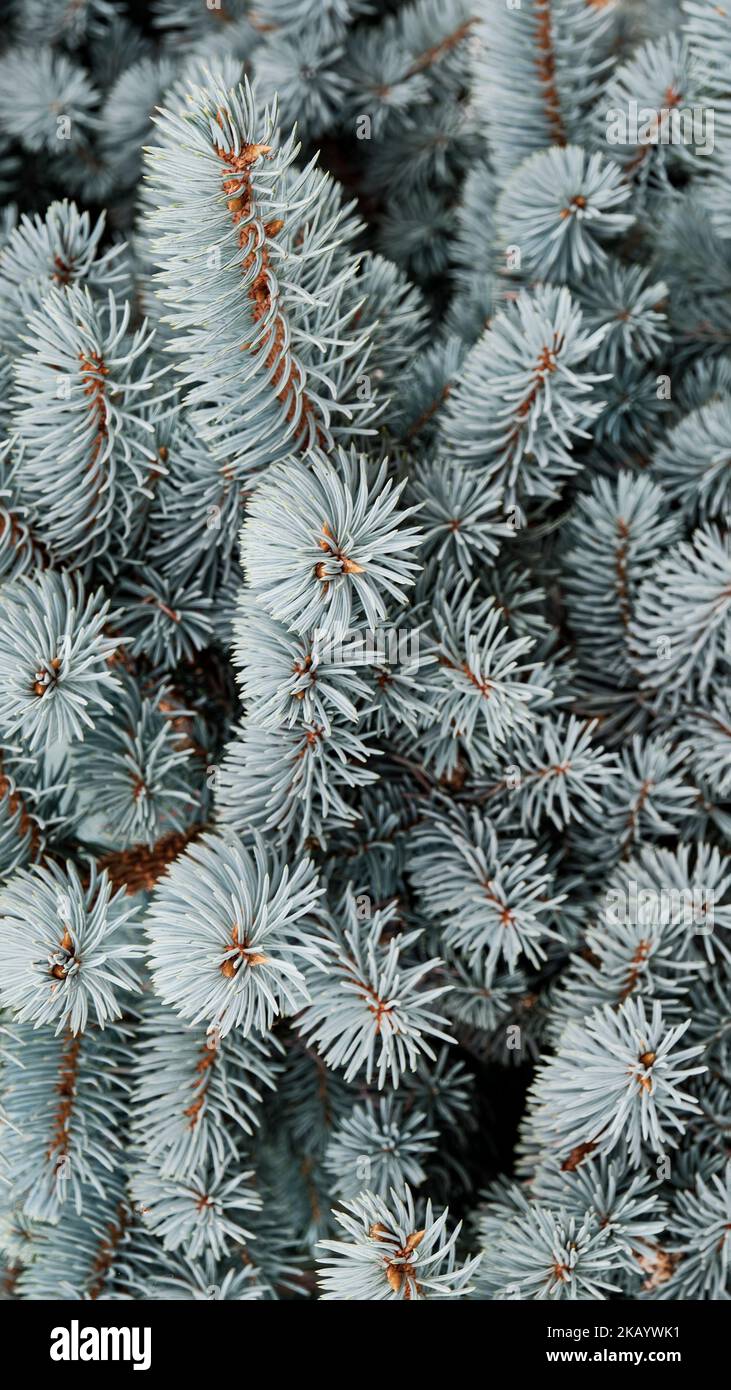 Close-up coniferous branches of blue spruce. Top view Stock Photo - Alamy