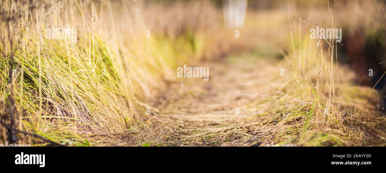 Old dry grass hi-res stock photography and images - Alamy