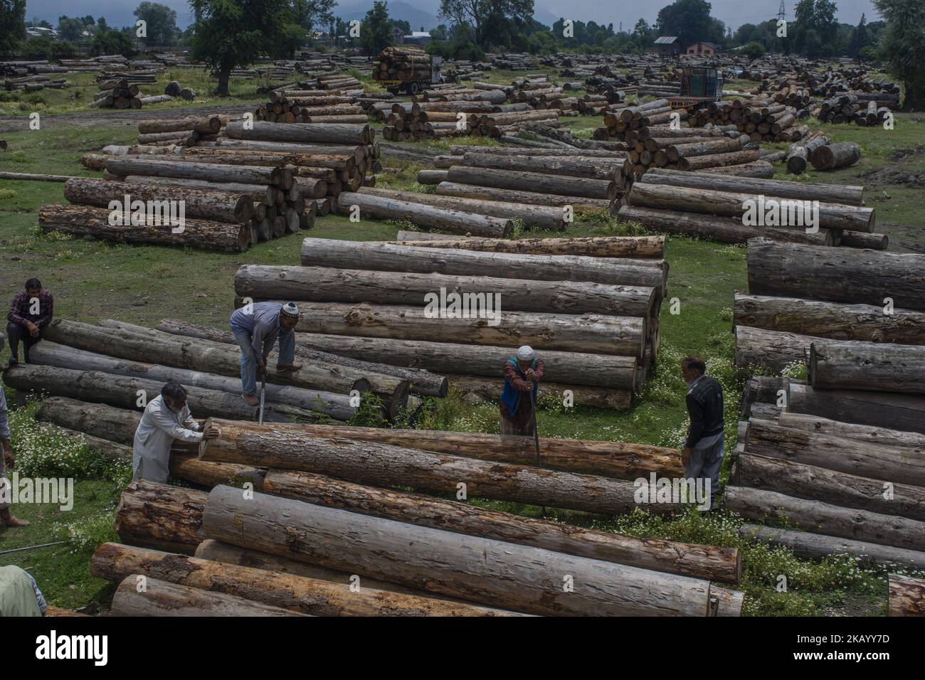 Kashmiri lumberjacks load tree logs onto a logging truck at Timber ...