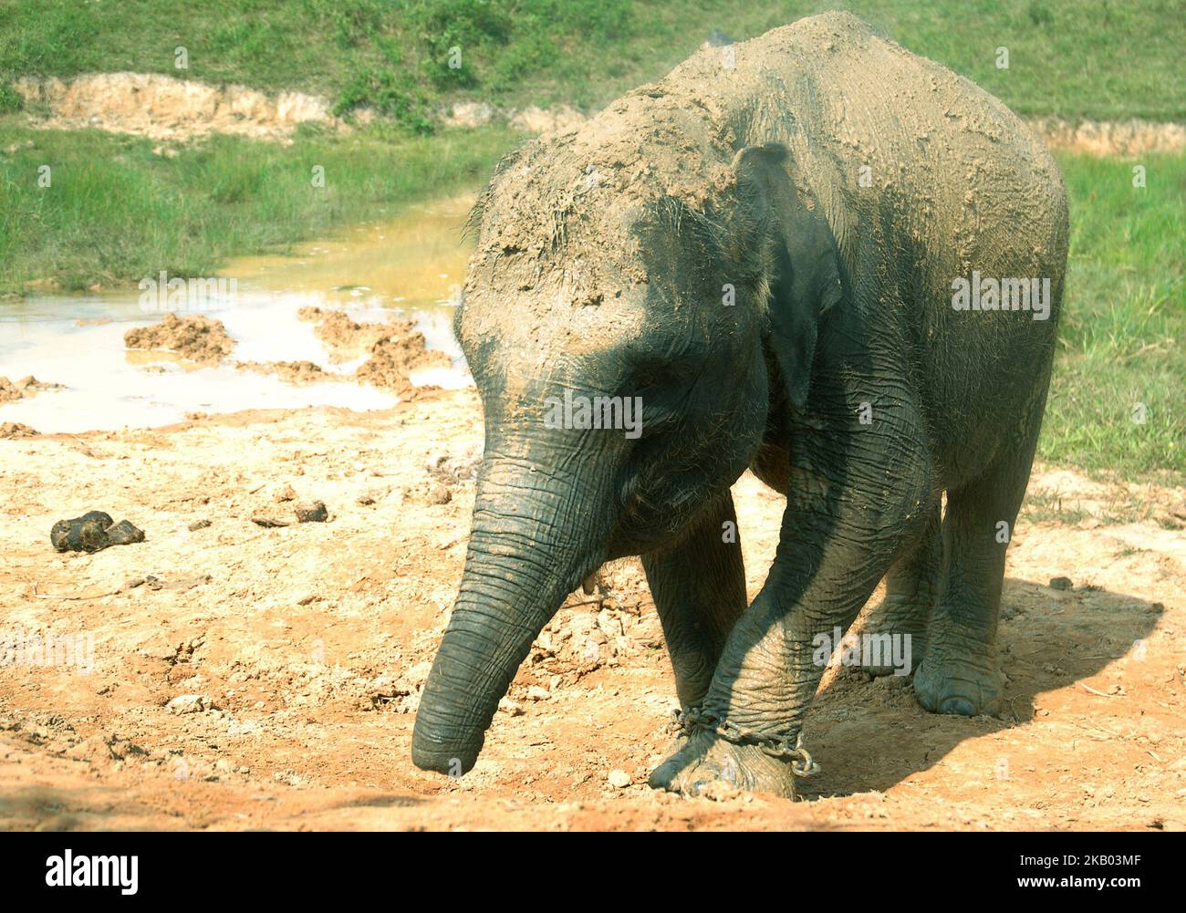 Erin four-year-old Sumatran elephant learned to live with a short trunk ...
