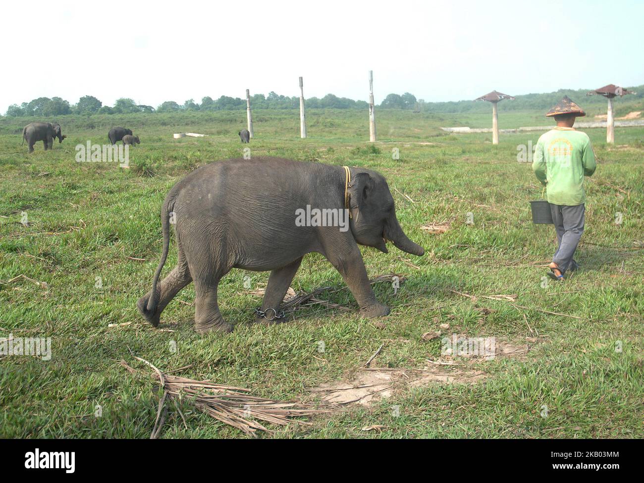 Erin four-year-old Sumatran elephant learned to live with a short trunk ...