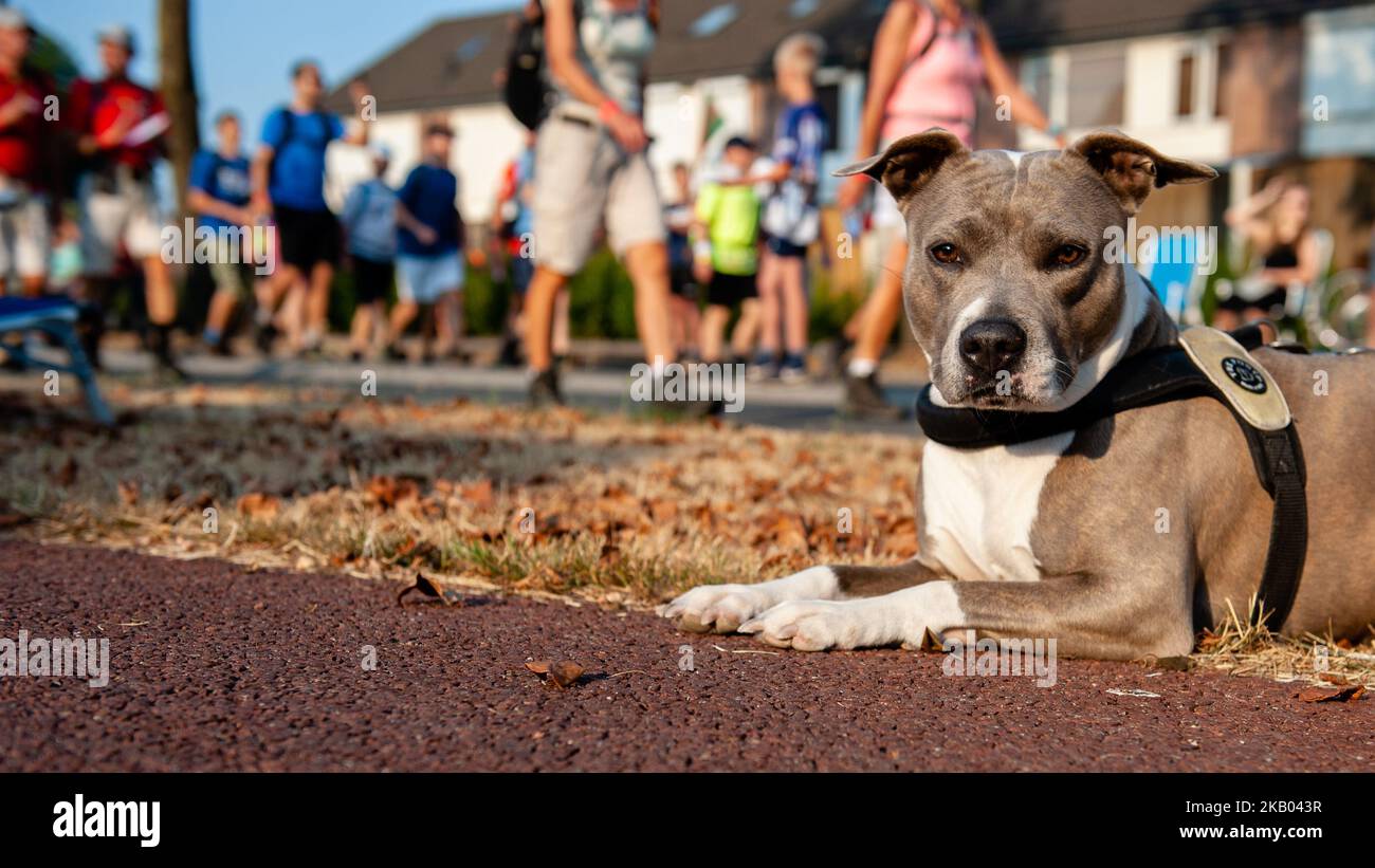 Four days marches army hi-res stock photography and images - Alamy