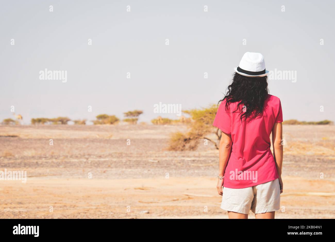 Back view female tourist stand curious watch camel in distance in desert on deserted landscape ...