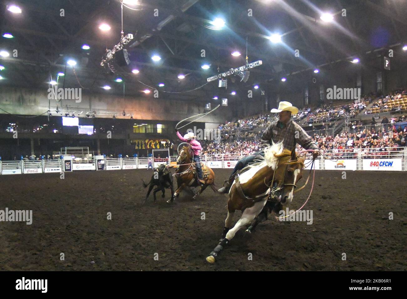 Cowboys in action during a Team Roping competion at the K-Days Rodeo in ...