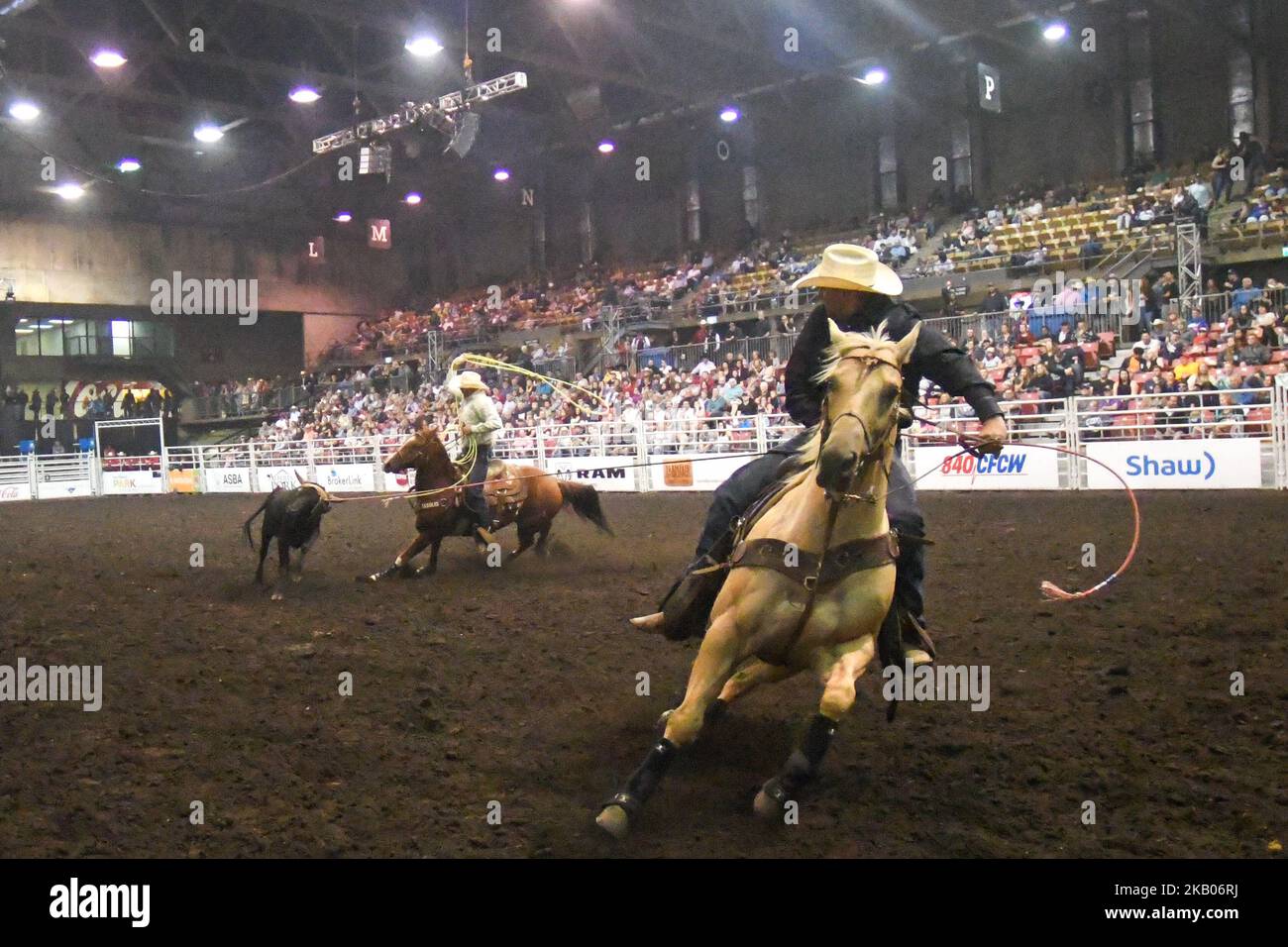 Cowboys in action during a Team Roping competion at the K-Days Rodeo in ...