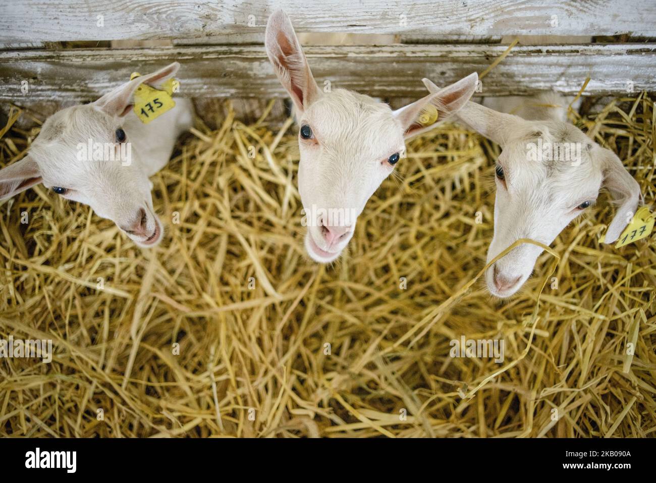 Goats on the Dooobra ferma farm. Dooobra ferma is a dairy farm in Kiev ...
