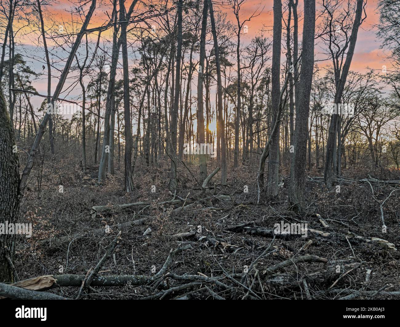 Image of a destroyed forest area after a storm in Germany during ...