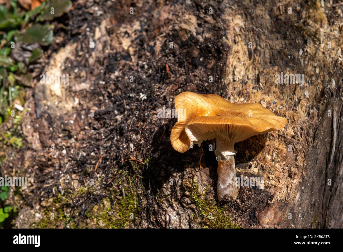 Hallimash mushroom on a tree trunk Stock Photo - Alamy