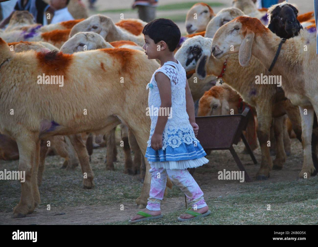 A Kashmiri girl plays with sheep which is kept for sale for Muslim ...