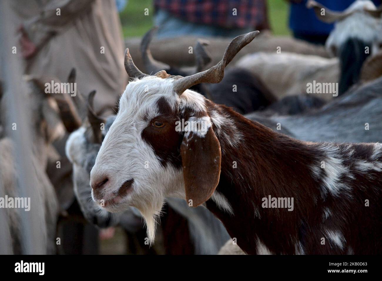 A herd of goat is kept for sale for Muslim customers for the upcoming ...