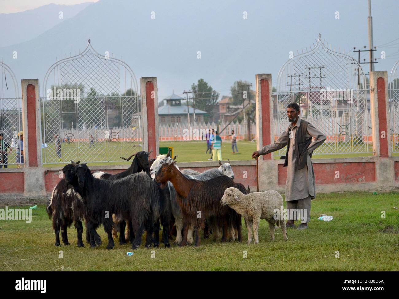 A Kashmiri Muslim goat seller waits for the customers with his herd of ...