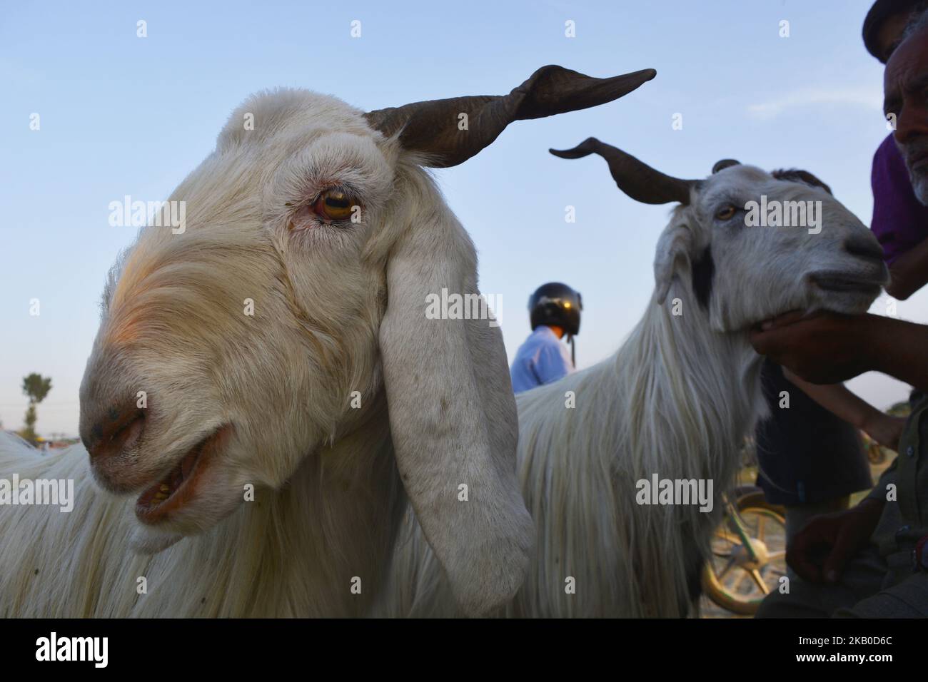 Kashmiri Muslim buys goats for the upcoming Muslim festival from a ...