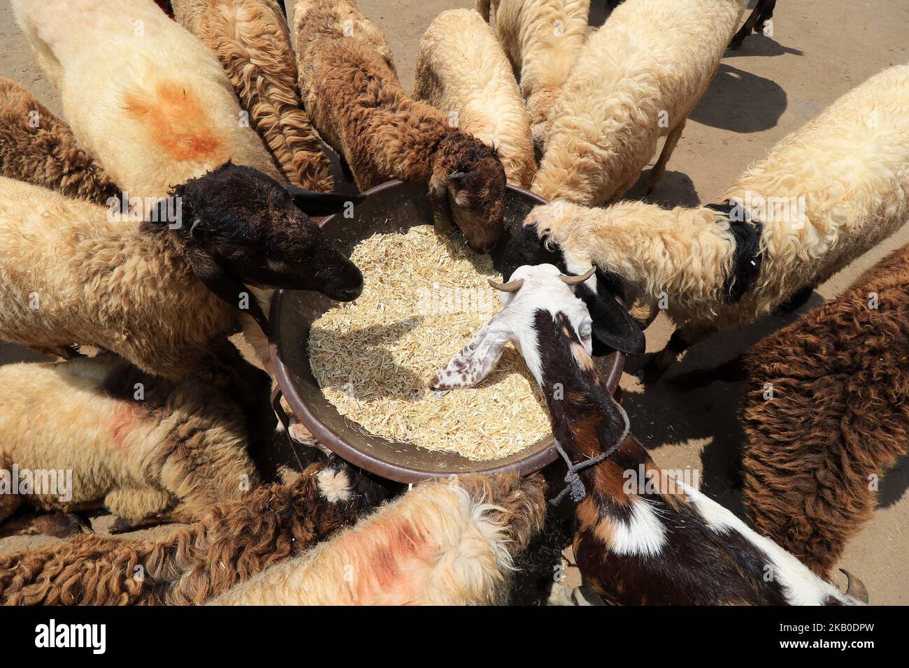 An Indian muslim goat sellers at goat market (Bakra Mandi) ahead the ...