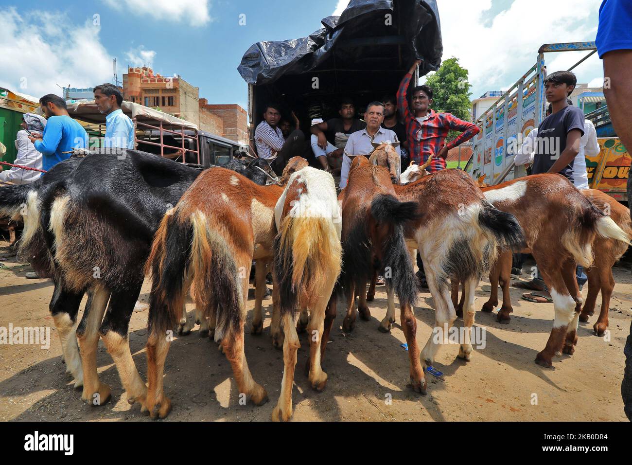 An Indian muslim goat sellers at goat market (Bakra Mandi) ahead the ...