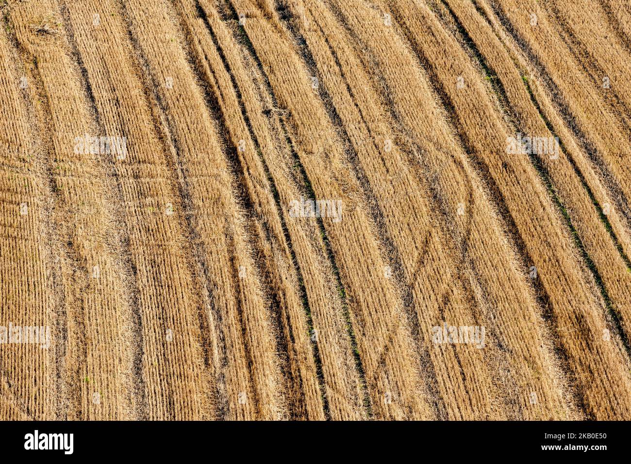 Mowed corn field with tractor tracks Stock Photo - Alamy