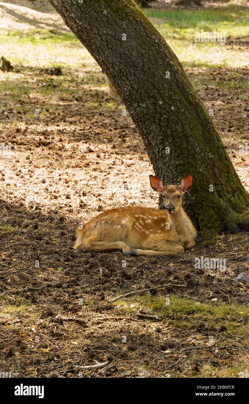 Roe deer lies on the grass under a tree in the national park Stock ...