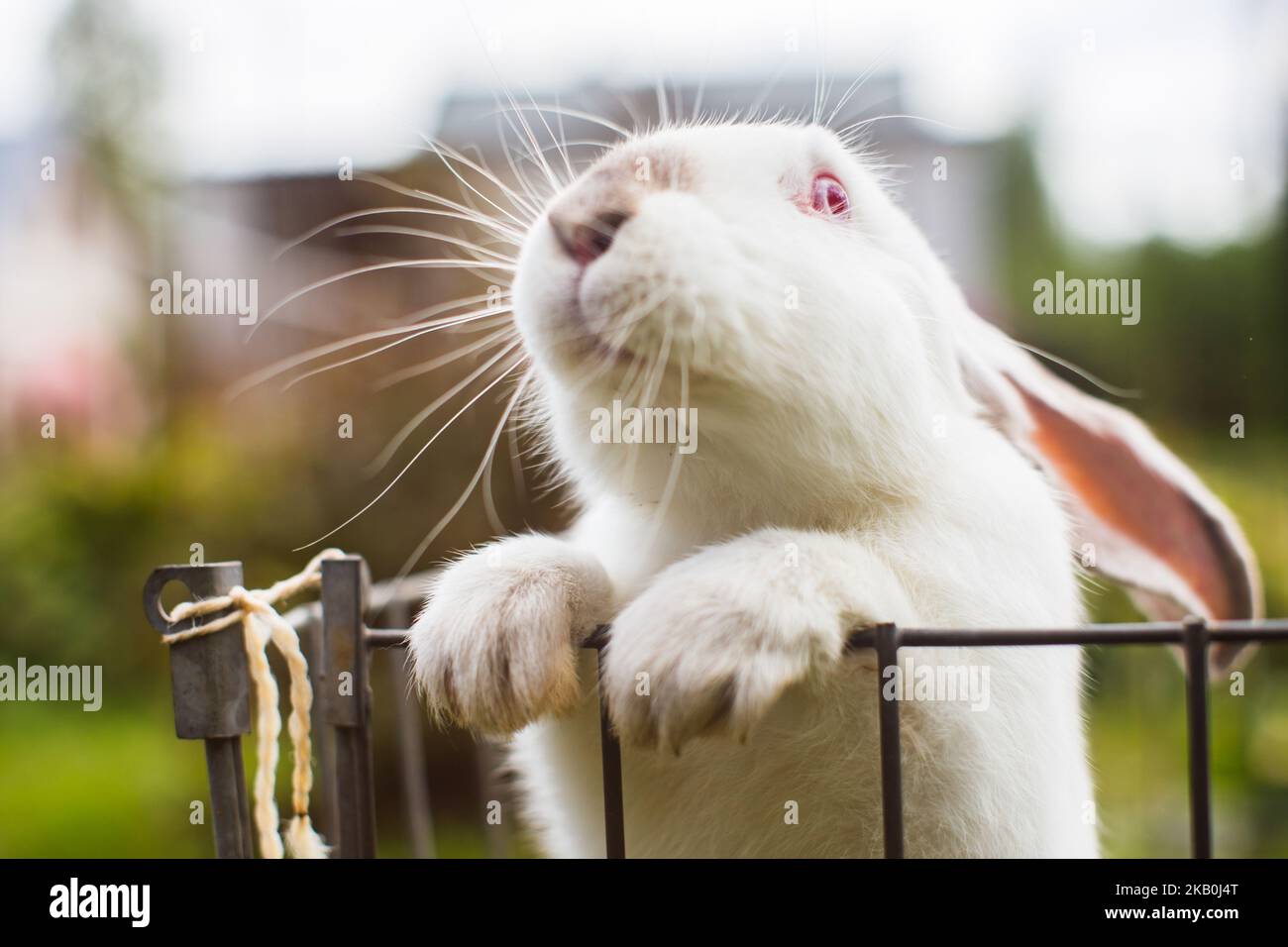 A close-up white rabbit in country yard on a summer day. Cute, kind pet ...