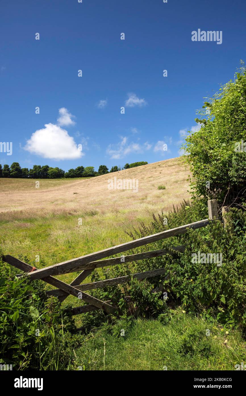 The field and gate at Mothecombe , Devon UK Stock Photo - Alamy