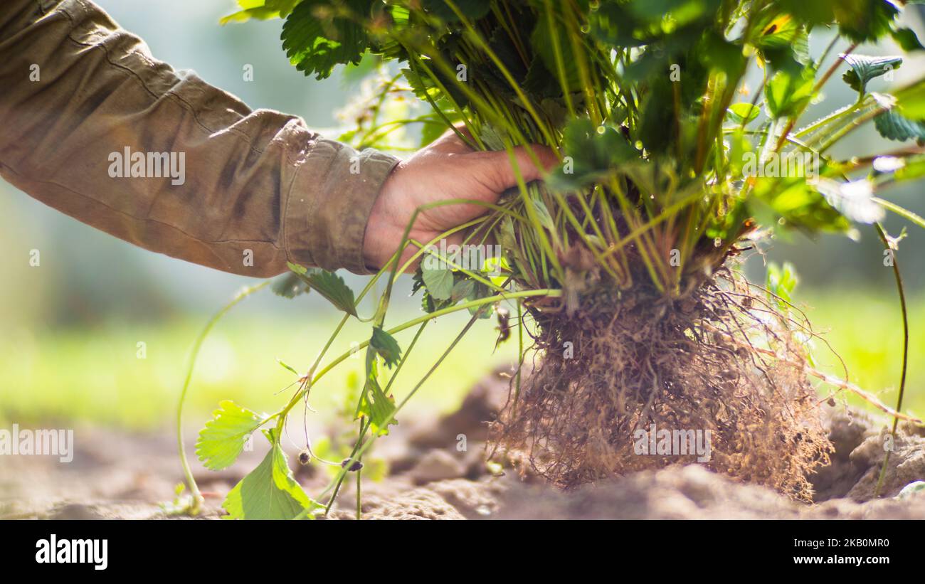 Human hands plant a strawberry seedling in the garden. Cultivated land ...