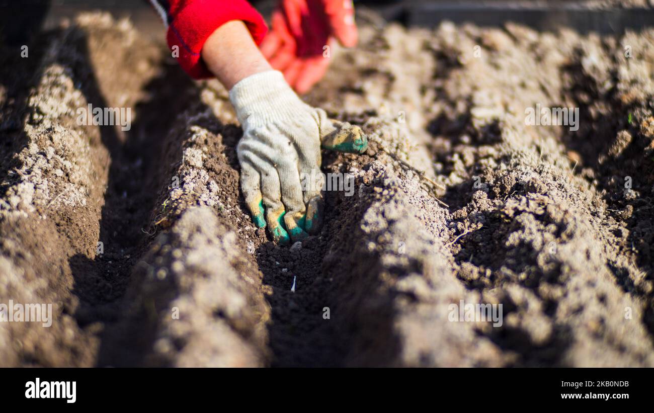 Planting agricultural seeds of garlic on a bed in the garden ...