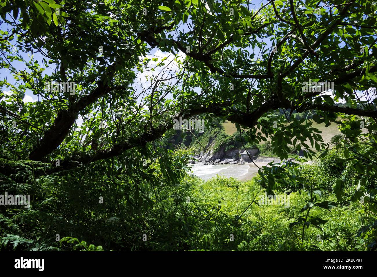 Under the Trees in hide at Mothecombe, Devon UK Stock Photo - Alamy