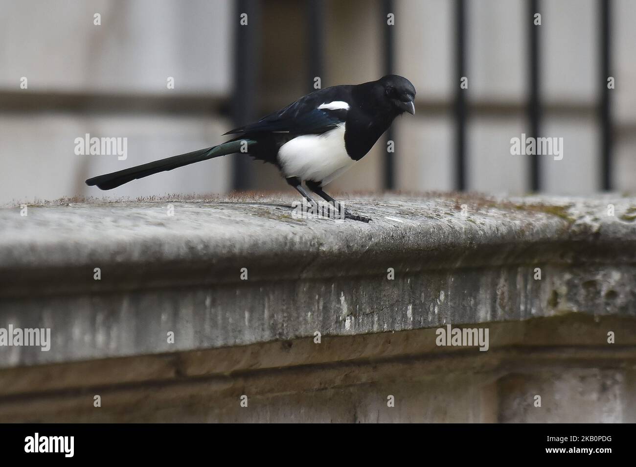 Magpie on street hi-res stock photography and images - Alamy