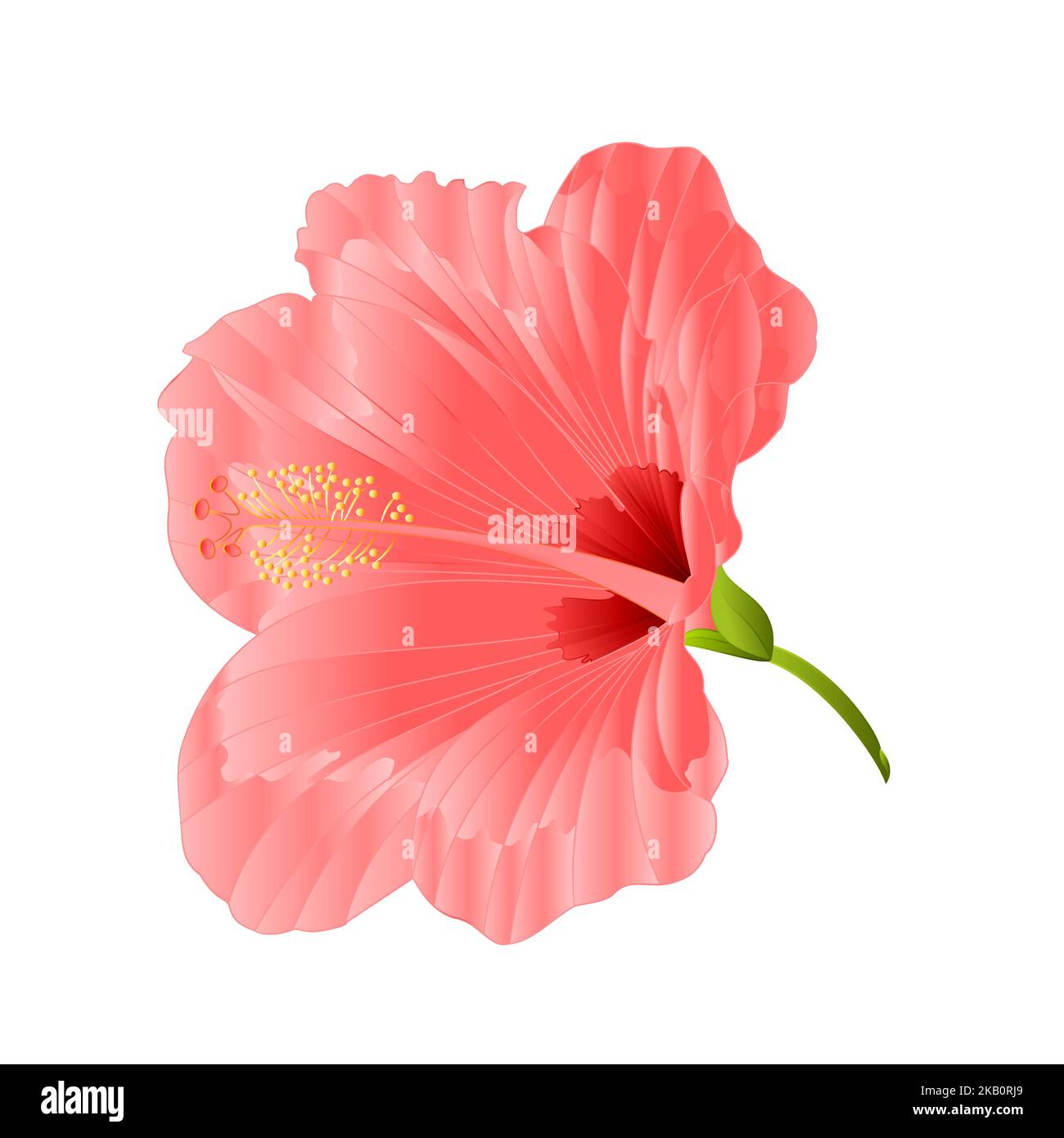 Flower tropical plant hibiscus pink on a white background vintage ...