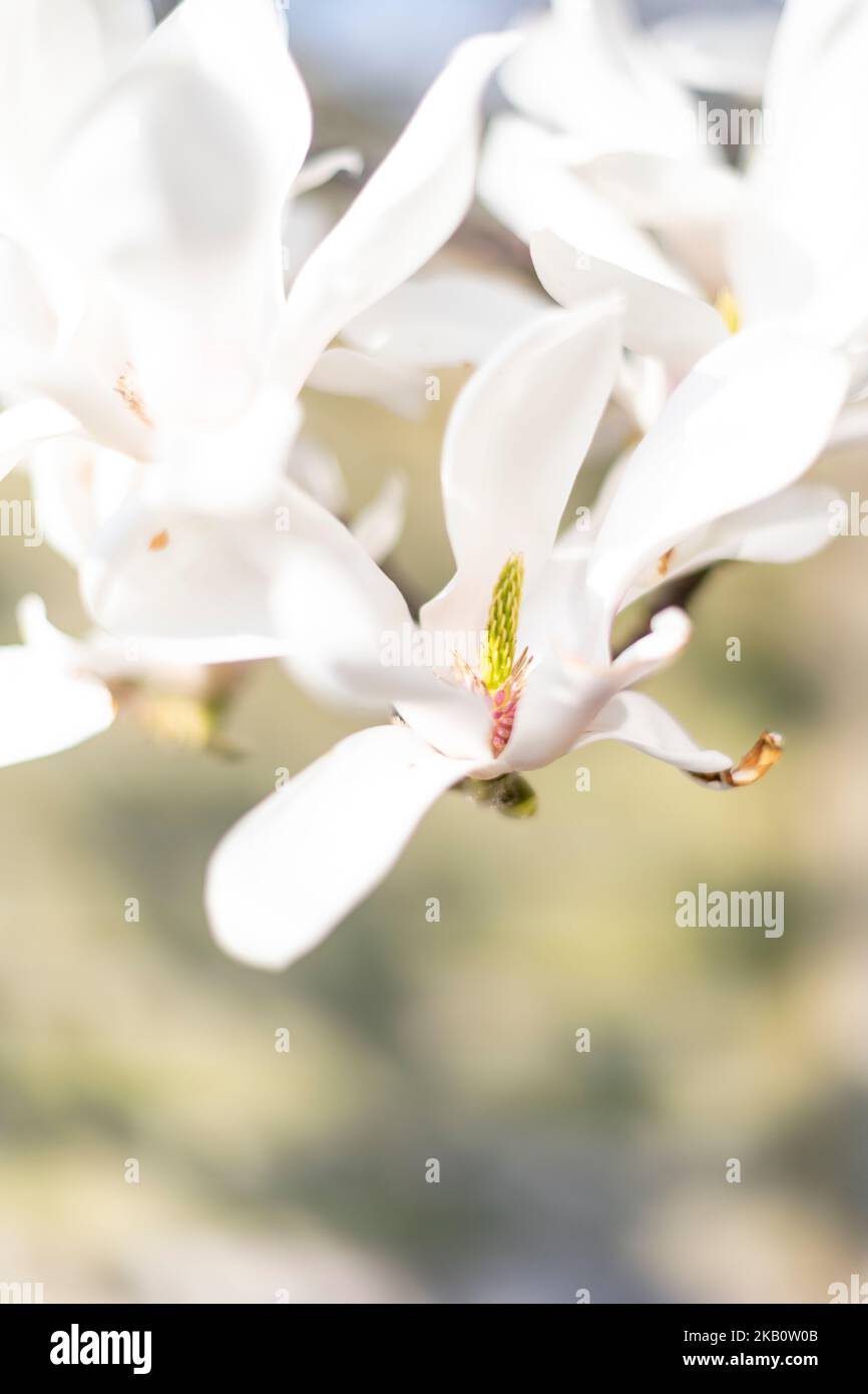 Magnolia stellata sometimes called star Magnolia slow-growing shrub ...