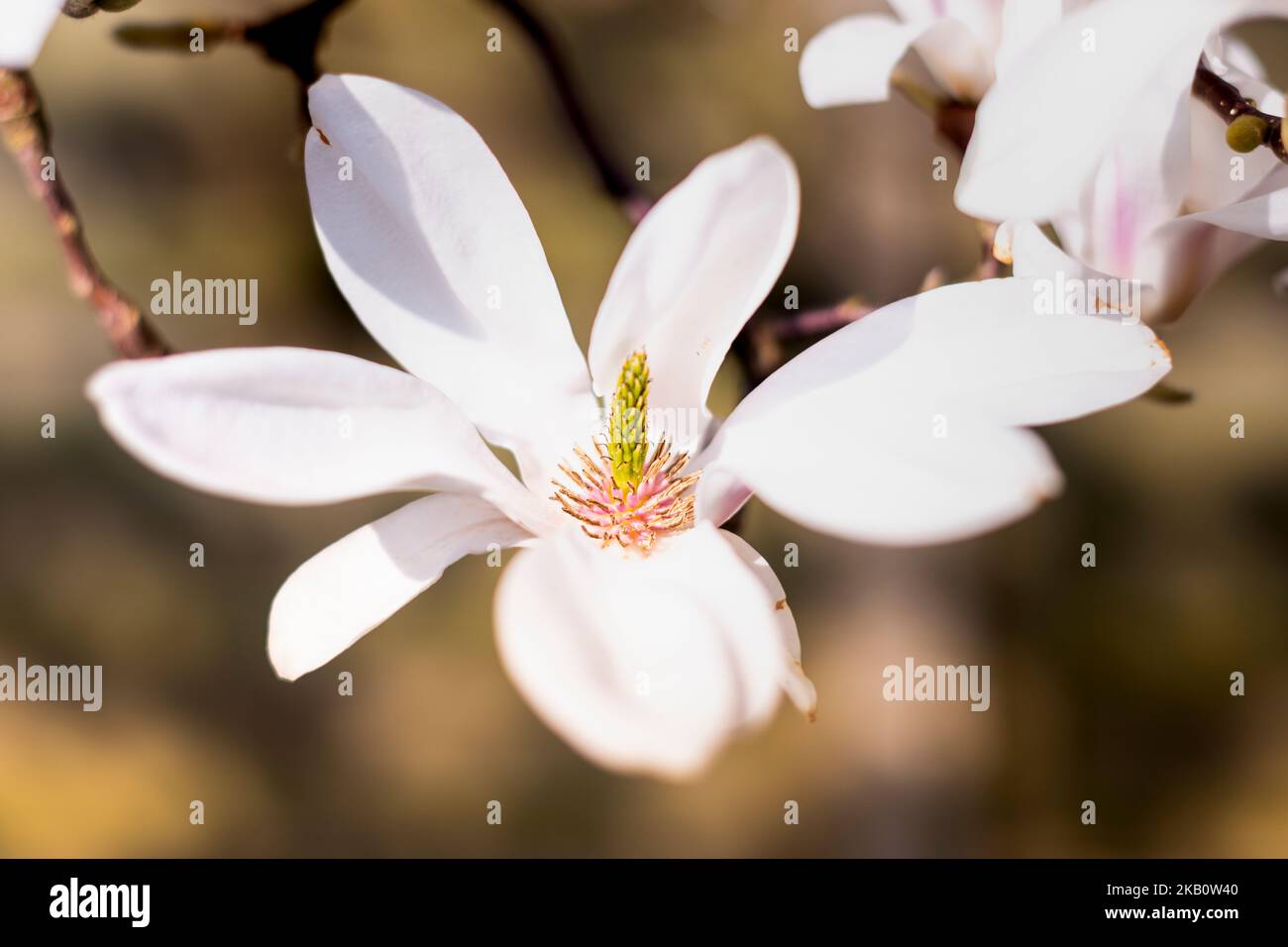 Magnolia stellata sometimes called star Magnolia slow-growing shrub ...