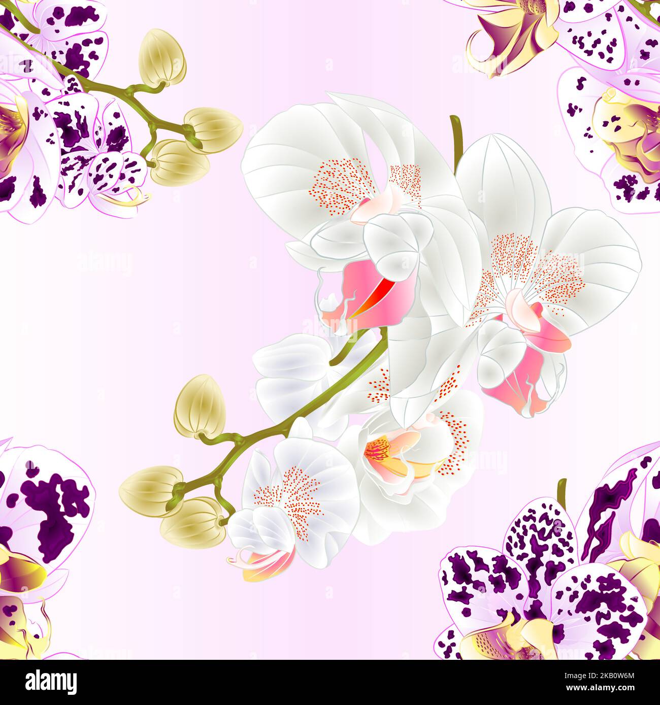 Seamless Texture Stems With Flowers And Buds Beautiful Orchid