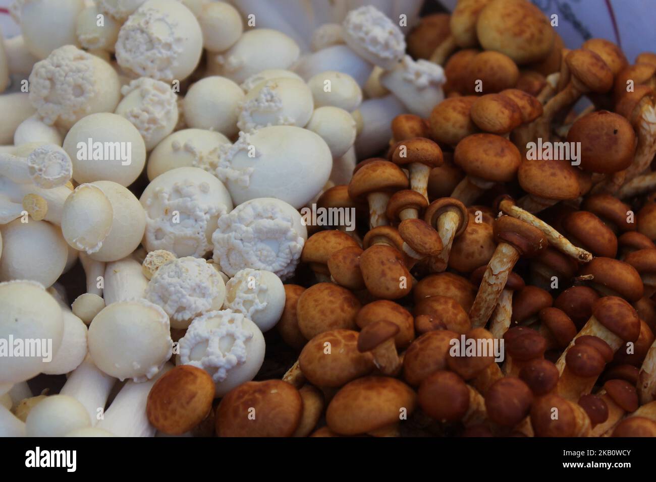 harvested nameko mushroom in the garden Stock Photo - Alamy