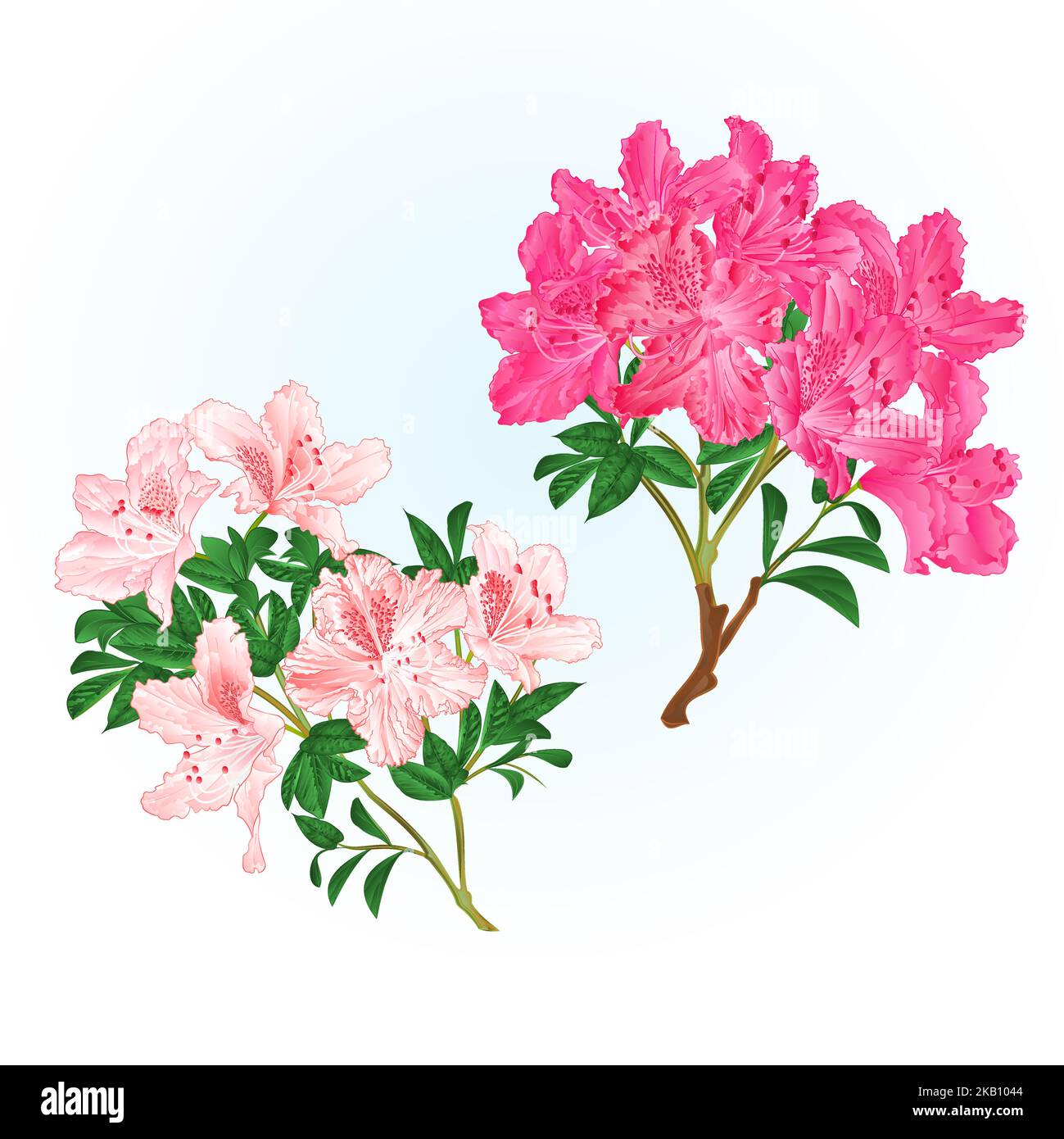 Branches pink flowers rhododendrons mountain shrub on a white ...
