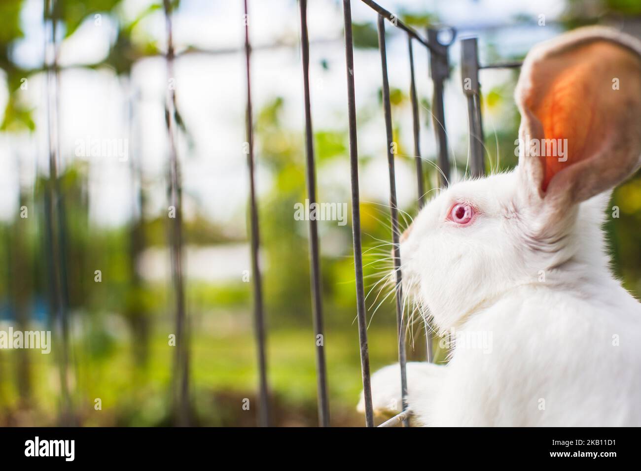 Close up cute domestic rabbit hi-res stock photography and images - Alamy