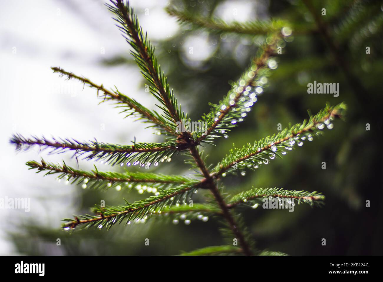 Tree branches with water drops. Autumn rainy weather Stock Photo - Alamy