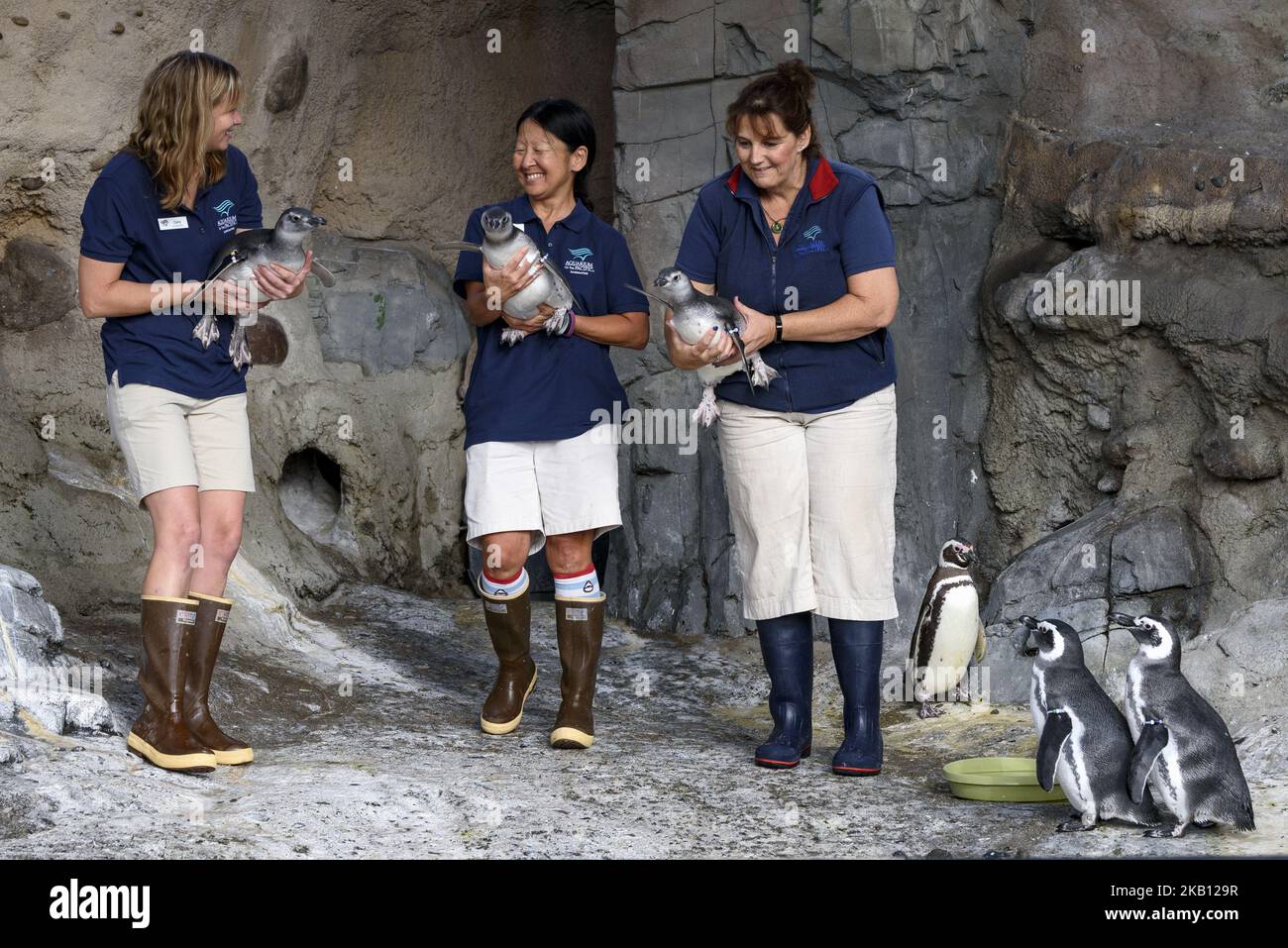 Magellanic penguin chicks make their public debut and join their ...