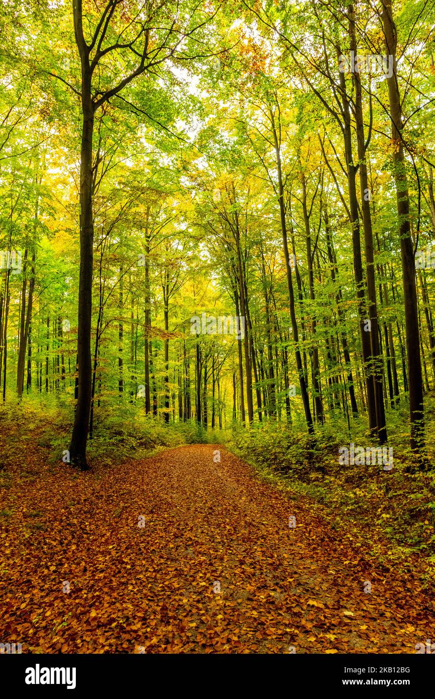 Small autumn walk through the beautiful park landscape near Bad ...