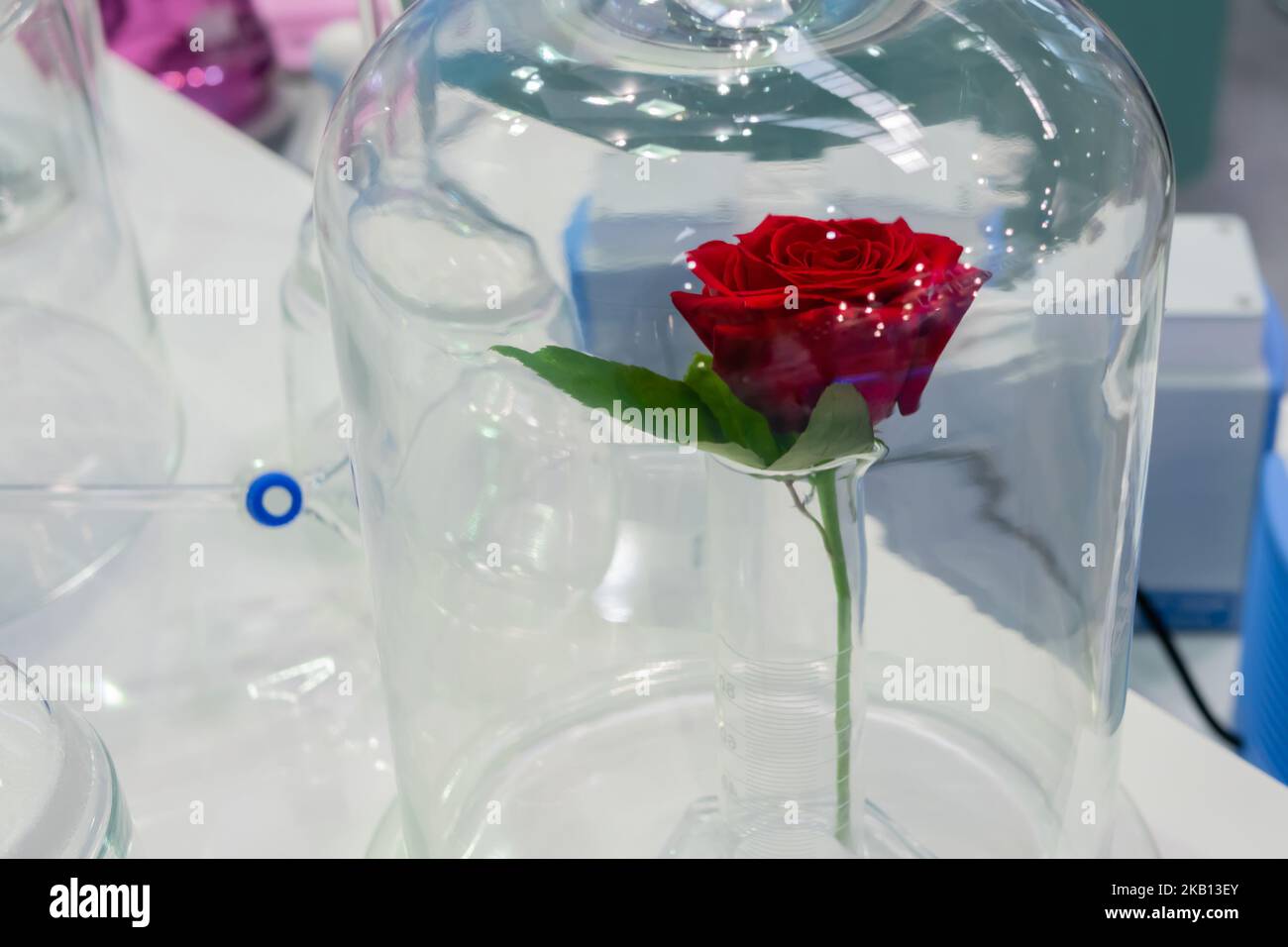 Beautiful stabilized rose in a glass dome Stock Photo - Alamy