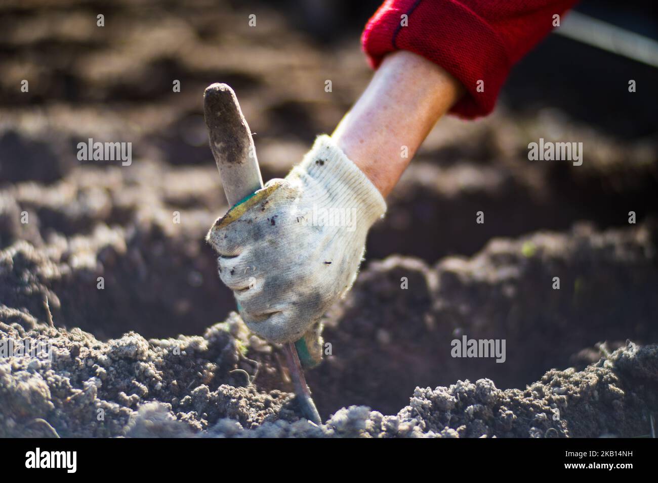 Planting agricultural seeds of garlic on a bed in the garden ...
