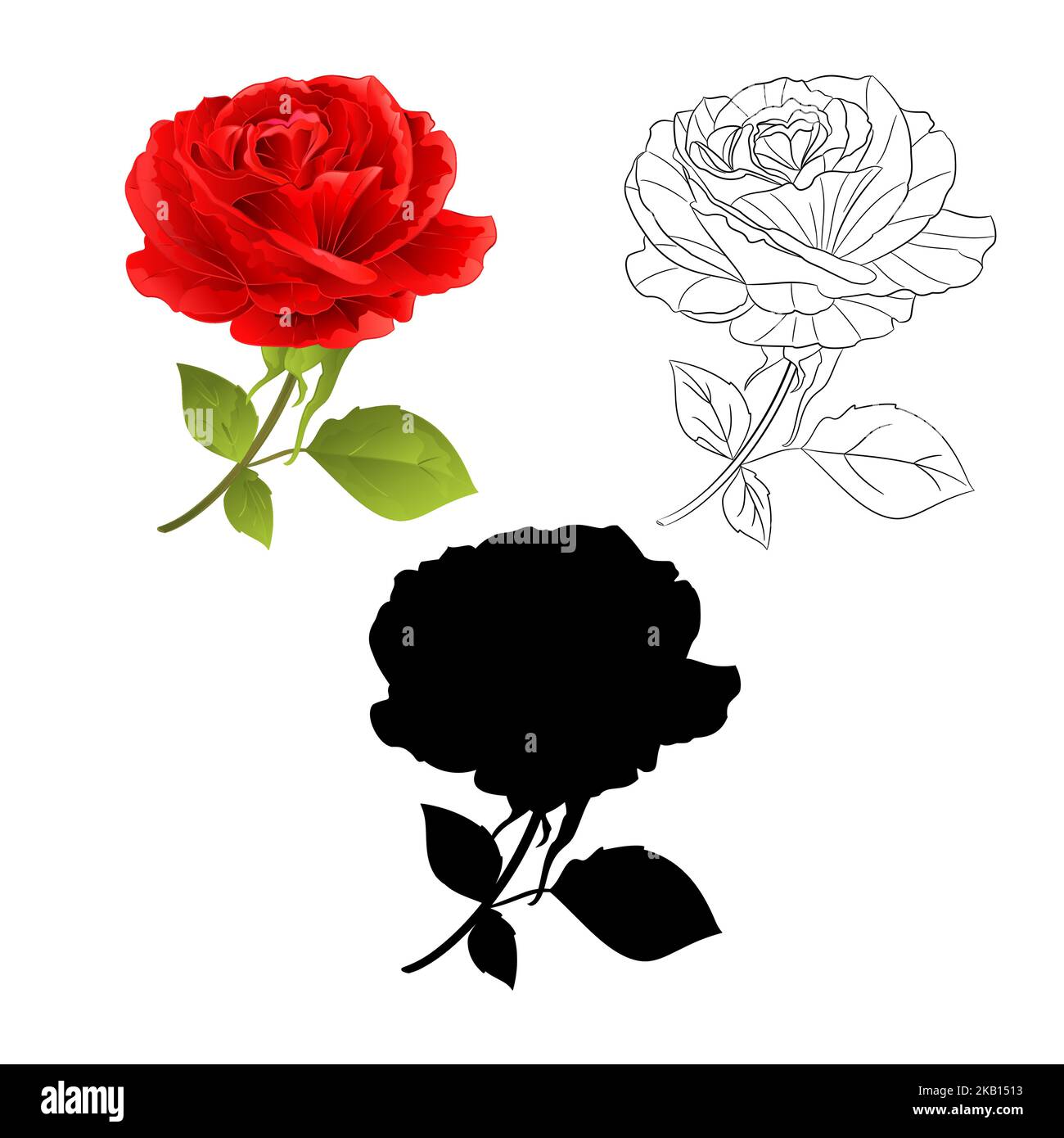 Flower red rose natural and outline and silhouette on a white ...