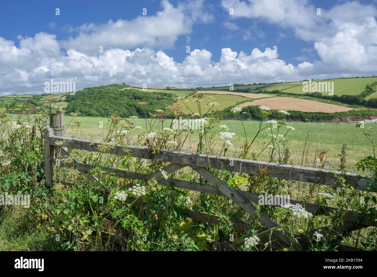 Viewing the countryside at Mothecombe, Devon UK Stock Photo - Alamy
