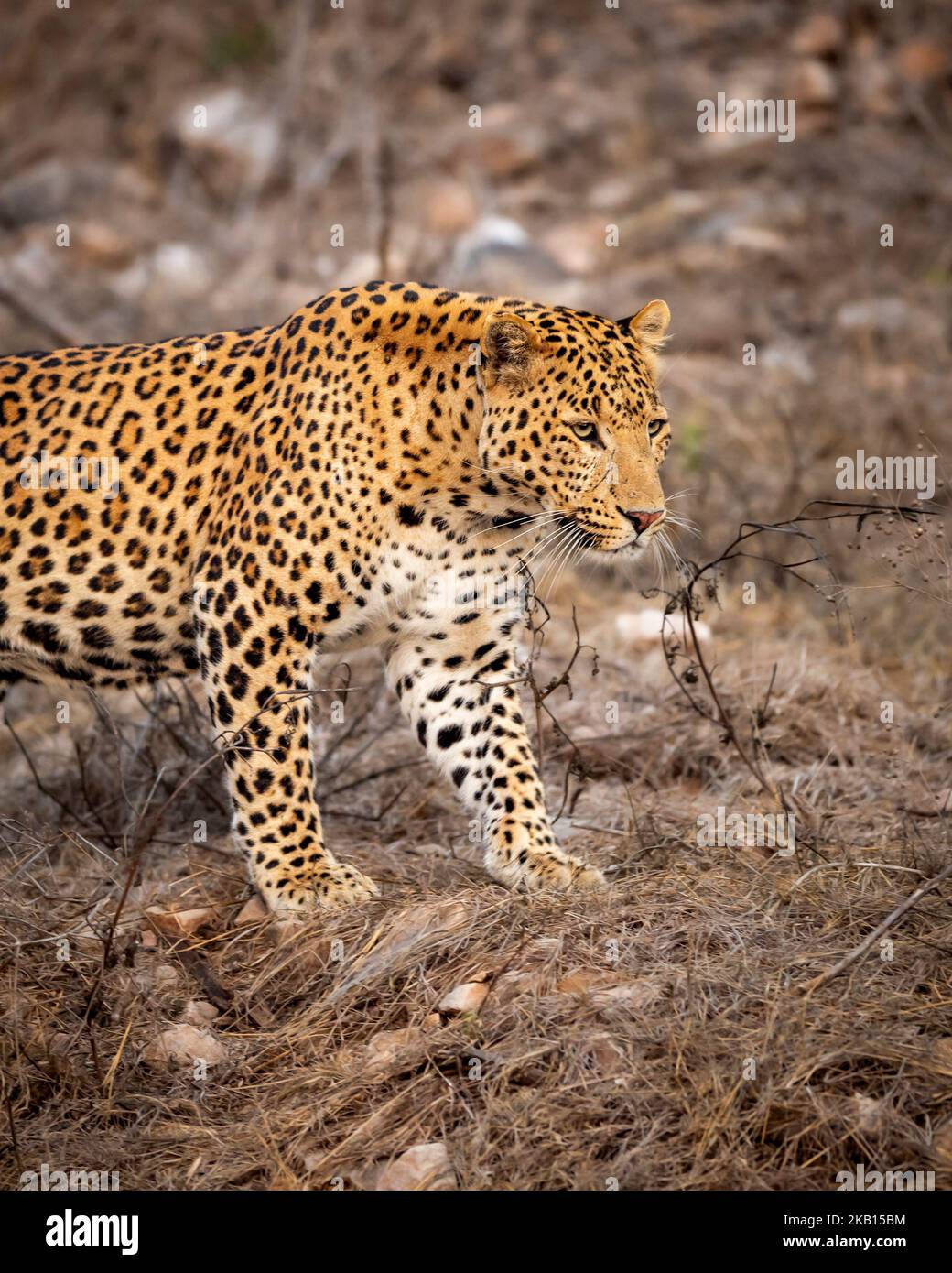 indian wild male leopard or panther side profile closeup walking or ...